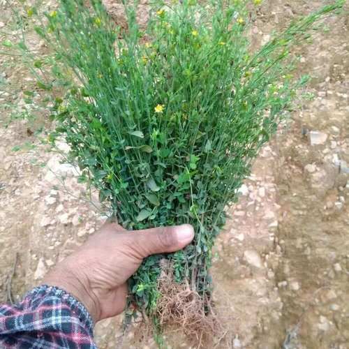 地耳草别名有哪些_地耳草与田基黄是同一种植物吗-第1张图片-山城妙识 地耳草别名有哪些_地耳草与田基黄是同一种植物吗-第1张图片-山城妙识