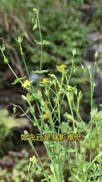 地耳草别名有哪些_地耳草与田基黄是同一种植物吗-第3张图片-山城妙识 地耳草别名有哪些_地耳草与田基黄是同一种植物吗-第3张图片-山城妙识