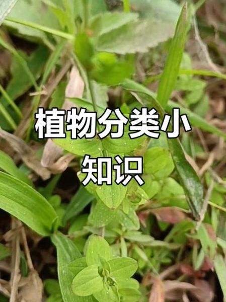 地耳草别名有哪些_地耳草与田基黄是同一种植物吗-第2张图片-山城妙识 地耳草别名有哪些_地耳草与田基黄是同一种植物吗-第2张图片-山城妙识