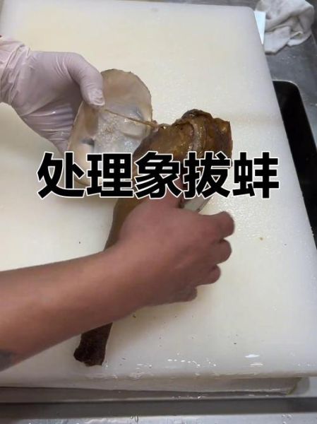 象拔蚌生吃怎么处理_象拔蚌刺身安全吗-第1张图片-山城妙识 象拔蚌生吃怎么处理_象拔蚌刺身安全吗-第1张图片-山城妙识