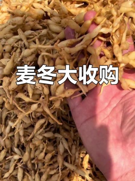 麦冬多少钱一斤_麦冬价格行情-第1张图片-山城妙识 麦冬多少钱一斤_麦冬价格行情-第1张图片-山城妙识