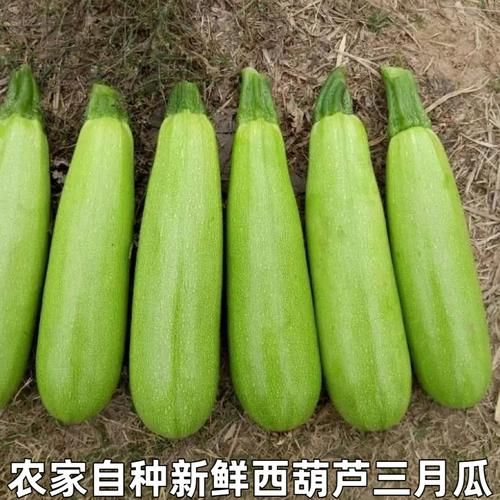 西葫芦瓜图片_如何挑选新鲜西葫芦-第2张图片-山城妙识 西葫芦瓜图片_如何挑选新鲜西葫芦-第2张图片-山城妙识