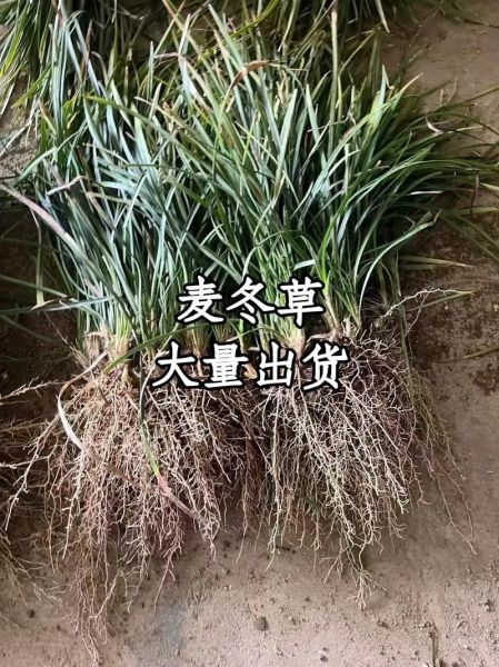 麦冬多少钱一斤_麦冬价格行情-第3张图片-山城妙识 麦冬多少钱一斤_麦冬价格行情-第3张图片-山城妙识