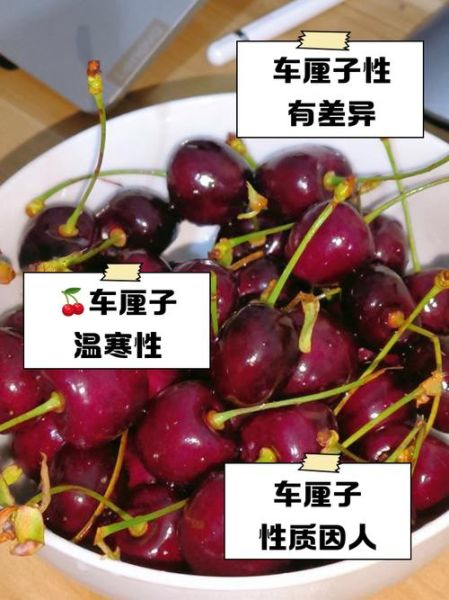 车厘子是热性还是凉性_孕妇能吃吗-第3张图片-山城妙识 车厘子是热性还是凉性_孕妇能吃吗-第3张图片-山城妙识