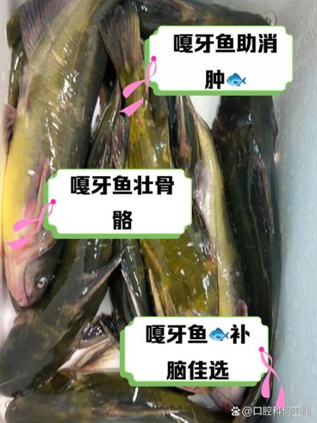 嘎鱼吃什么_嘎鱼怎么养-第1张图片-山城妙识 嘎鱼吃什么_嘎鱼怎么养-第1张图片-山城妙识