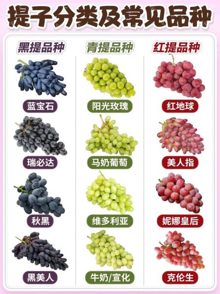 红提子是葡萄吗_红提和葡萄哪个更甜-第1张图片-山城妙识 红提子是葡萄吗_红提和葡萄哪个更甜-第1张图片-山城妙识