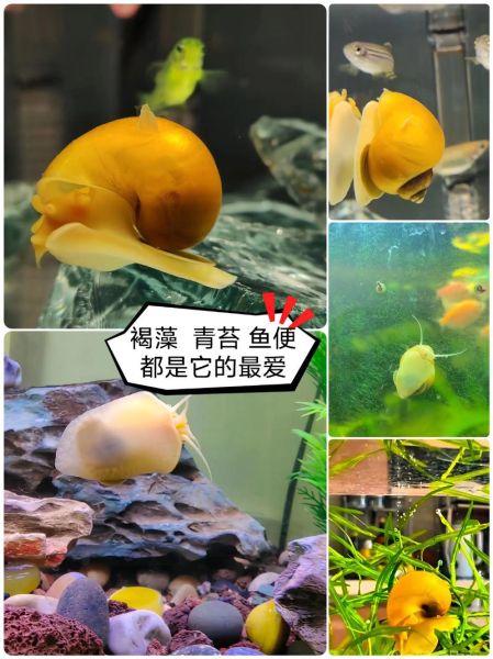 黄螺怎么清洗_黄螺做法大全-第1张图片-山城妙识 黄螺怎么清洗_黄螺做法大全-第1张图片-山城妙识