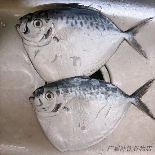 刀鲳鱼骗局揭秘_刀鲳鱼为什么不能吃-第1张图片-山城妙识 刀鲳鱼骗局揭秘_刀鲳鱼为什么不能吃-第1张图片-山城妙识