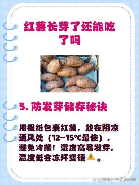 番薯发芽还能吃吗_有毒吗-第1张图片-山城妙识 番薯发芽还能吃吗_有毒吗-第1张图片-山城妙识