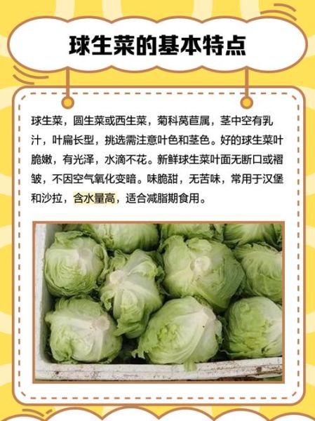 球生菜和生菜的区别_哪个更脆更甜-第3张图片-山城妙识 球生菜和生菜的区别_哪个更脆更甜-第3张图片-山城妙识