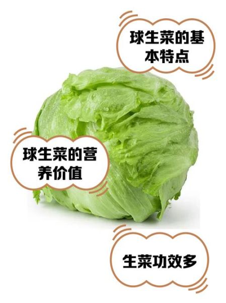 球生菜和生菜的区别_哪个更脆更甜-第2张图片-山城妙识 球生菜和生菜的区别_哪个更脆更甜-第2张图片-山城妙识