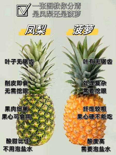 菲律宾菠萝是凤梨吗_凤梨和菠萝区别-第3张图片-山城妙识 菲律宾菠萝是凤梨吗_凤梨和菠萝区别-第3张图片-山城妙识