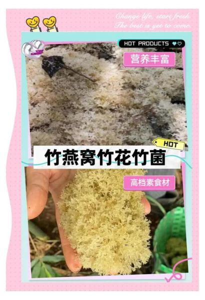 竹燕窝是什么_竹燕窝的功效与作用-第1张图片-山城妙识 竹燕窝是什么_竹燕窝的功效与作用-第1张图片-山城妙识