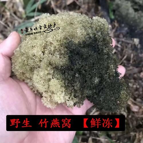 竹燕窝是什么_竹燕窝的功效与作用-第2张图片-山城妙识 竹燕窝是什么_竹燕窝的功效与作用-第2张图片-山城妙识