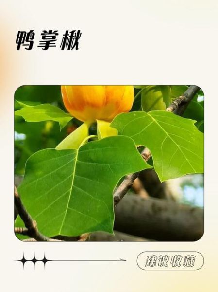 鹅掌楸根的功效与作用_鹅掌楸根怎么使用-第2张图片-山城妙识 鹅掌楸根的功效与作用_鹅掌楸根怎么使用-第2张图片-山城妙识