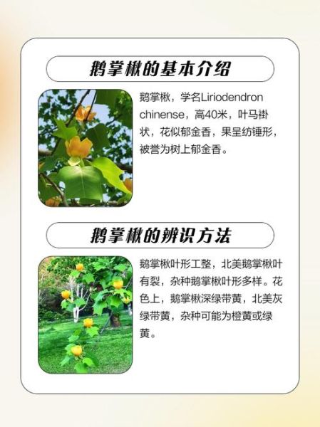 鹅掌楸根的功效与作用_鹅掌楸根怎么使用-第1张图片-山城妙识 鹅掌楸根的功效与作用_鹅掌楸根怎么使用-第1张图片-山城妙识
