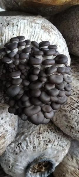 平菇栽培技术_平菇怎么种高产-第3张图片-山城妙识 平菇栽培技术_平菇怎么种高产-第3张图片-山城妙识