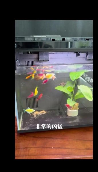 裸缸养鱼推荐_哪些鱼适合裸缸-第3张图片-山城妙识 裸缸养鱼推荐_哪些鱼适合裸缸-第3张图片-山城妙识
