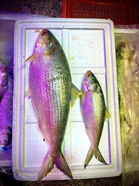长江野生鲥鱼图片_哪里还能见到-第3张图片-山城妙识 长江野生鲥鱼图片_哪里还能见到-第3张图片-山城妙识