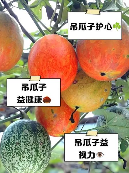 吊瓜子功效与作用有哪些_吊瓜子禁忌人群-第2张图片-山城妙识 吊瓜子功效与作用有哪些_吊瓜子禁忌人群-第2张图片-山城妙识