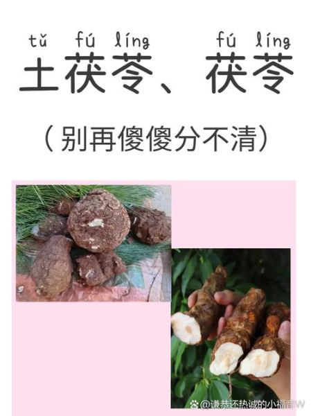 土茯苓和茯苓的区别_土茯苓和茯苓的功效一样吗-第2张图片-山城妙识 土茯苓和茯苓的区别_土茯苓和茯苓的功效一样吗-第2张图片-山城妙识