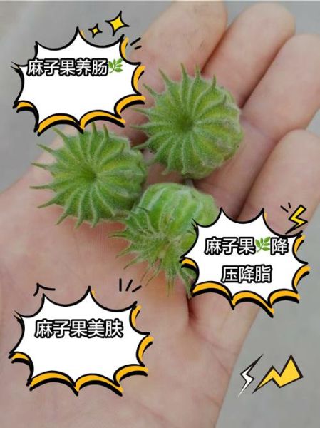 麻子是什么_麻子怎么去除-第2张图片-山城妙识 麻子是什么_麻子怎么去除-第2张图片-山城妙识