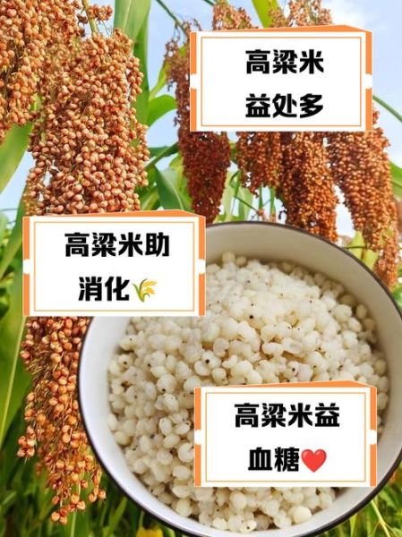高粱米和什么米搭配好_高粱米最佳搭配米种推荐-第3张图片-山城妙识 高粱米和什么米搭配好_高粱米最佳搭配米种推荐-第3张图片-山城妙识