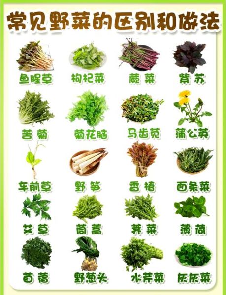 野菜大全图片和名字_哪些野菜可以安全食用-第1张图片-山城妙识 野菜大全图片和名字_哪些野菜可以安全食用-第1张图片-山城妙识