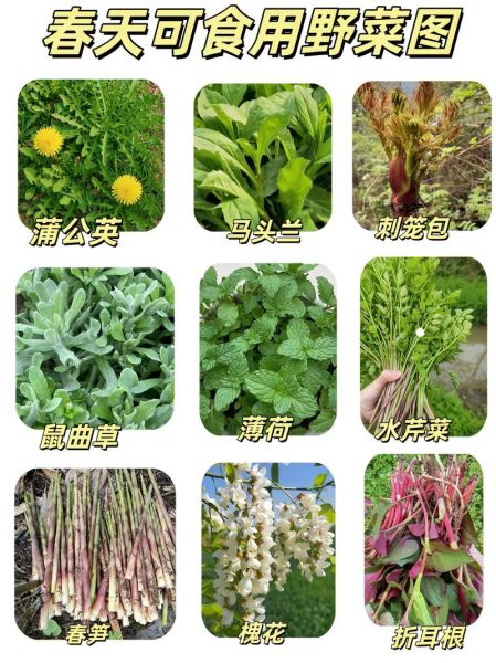 野菜大全图片和名字_哪些野菜可以安全食用-第3张图片-山城妙识 野菜大全图片和名字_哪些野菜可以安全食用-第3张图片-山城妙识