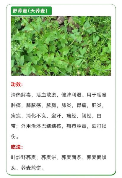 野菜大全图片和名字_哪些野菜可以安全食用-第2张图片-山城妙识 野菜大全图片和名字_哪些野菜可以安全食用-第2张图片-山城妙识