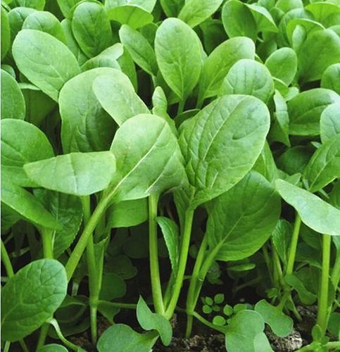 鸡毛菜什么时候种最好_鸡毛菜种植方法全过程-第3张图片-山城妙识 鸡毛菜什么时候种最好_鸡毛菜种植方法全过程-第3张图片-山城妙识