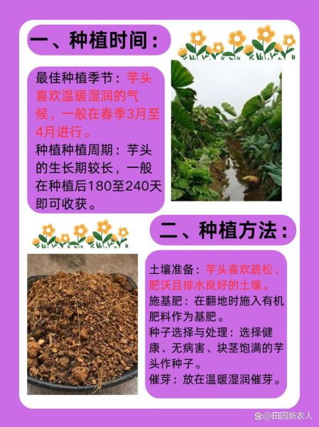 芋头怎么种_芋头种植方法步骤-第1张图片-山城妙识 芋头怎么种_芋头种植方法步骤-第1张图片-山城妙识