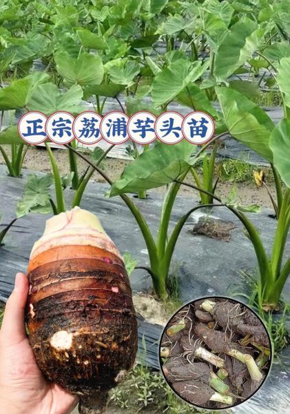 芋头怎么种_芋头种植方法步骤-第2张图片-山城妙识 芋头怎么种_芋头种植方法步骤-第2张图片-山城妙识