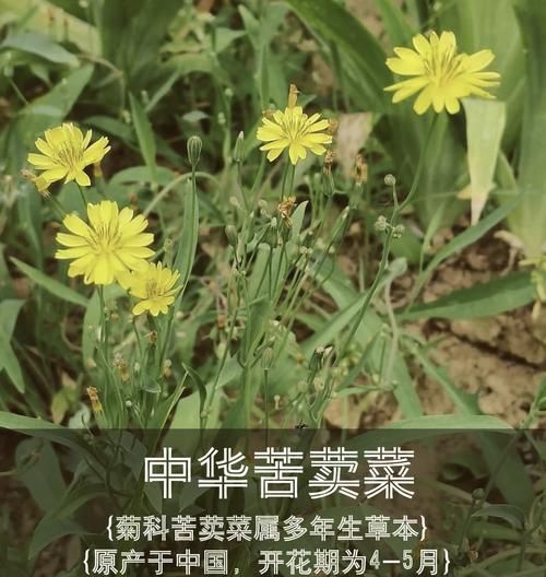 野生苦菜图片大全_野生苦菜的功效与作用-第3张图片-山城妙识 野生苦菜图片大全_野生苦菜的功效与作用-第3张图片-山城妙识