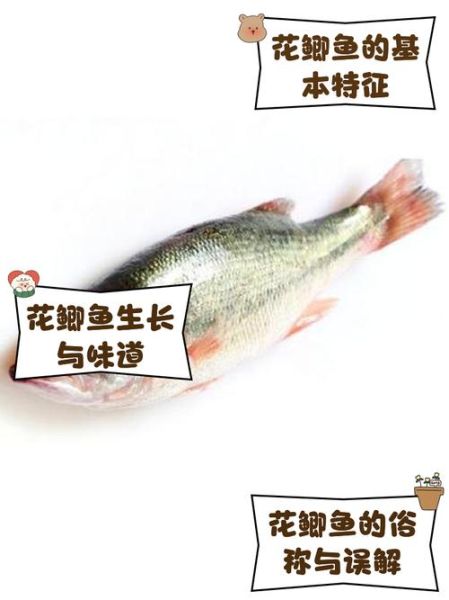 鲫鱼长什么样子_鲫鱼外形特征图解-第3张图片-山城妙识 鲫鱼长什么样子_鲫鱼外形特征图解-第3张图片-山城妙识