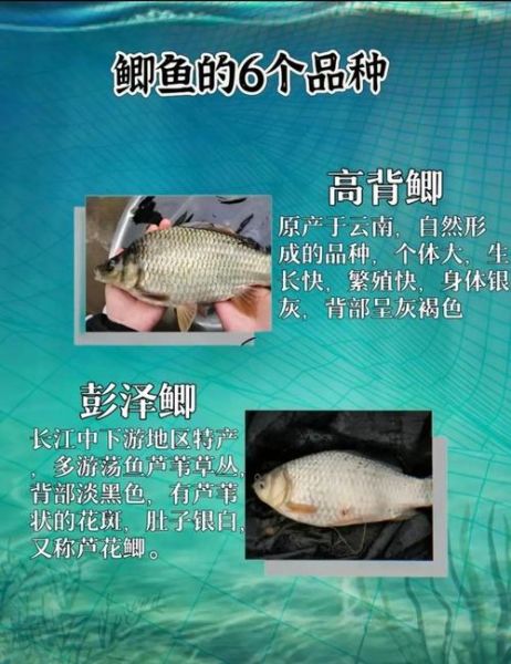鲫鱼长什么样子_鲫鱼外形特征图解-第2张图片-山城妙识 鲫鱼长什么样子_鲫鱼外形特征图解-第2张图片-山城妙识