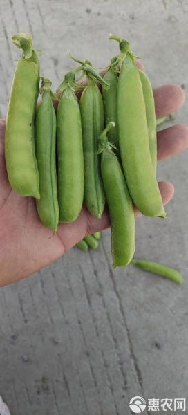 豌豆荚下载安装最新版_豌豆荚安全吗-第2张图片-山城妙识 豌豆荚下载安装最新版_豌豆荚安全吗-第2张图片-山城妙识