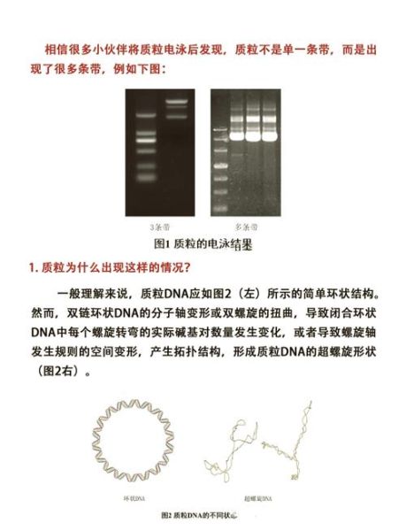 琼脂糖凝胶电泳结果怎么看_条带异常如何解读-第1张图片-山城妙识 琼脂糖凝胶电泳结果怎么看_条带异常如何解读-第1张图片-山城妙识