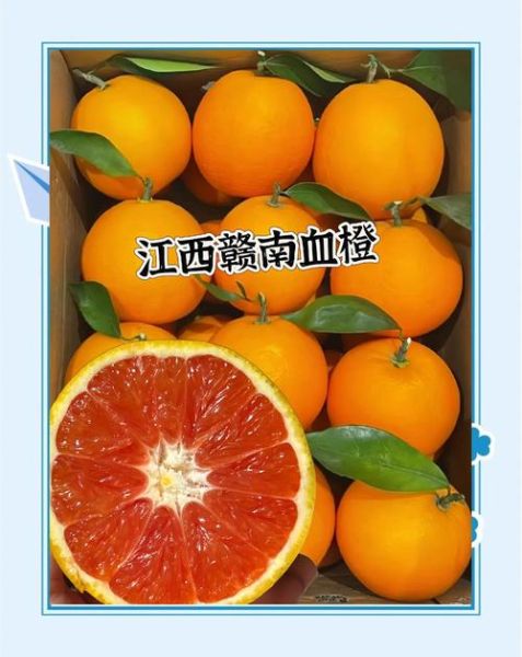 血橙产地哪里的最好_血橙哪个品种最甜-第3张图片-山城妙识 血橙产地哪里的最好_血橙哪个品种最甜-第3张图片-山城妙识
