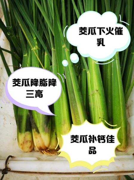 西葫芦的功效与作用_西葫芦的害处有哪些-第3张图片-山城妙识 西葫芦的功效与作用_西葫芦的害处有哪些-第3张图片-山城妙识