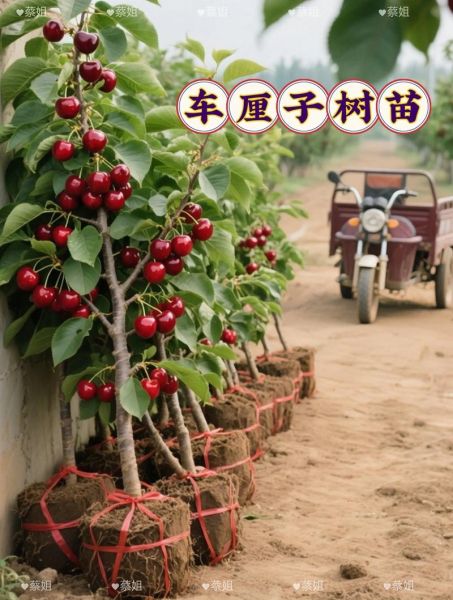 车厘子树苗适合哪里种_南方能种吗-第3张图片-山城妙识 车厘子树苗适合哪里种_南方能种吗-第3张图片-山城妙识