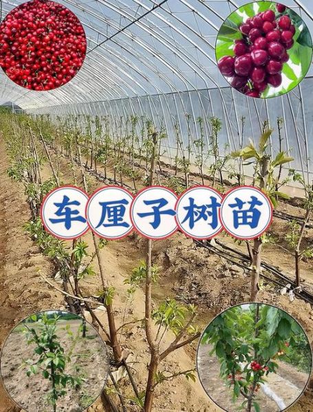 车厘子树苗适合哪里种_南方能种吗-第1张图片-山城妙识 车厘子树苗适合哪里种_南方能种吗-第1张图片-山城妙识