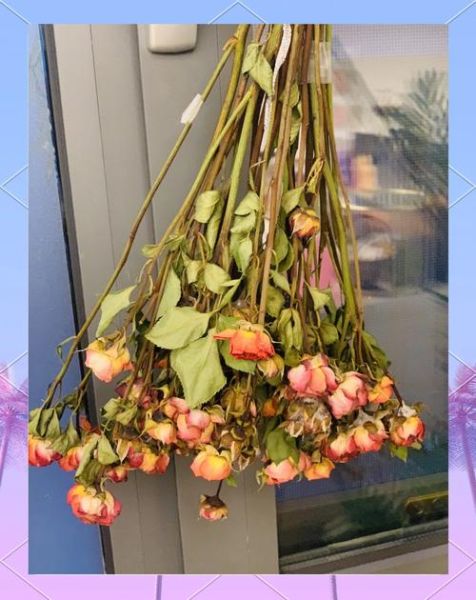 玫瑰花怎么做干花_玫瑰花风干需要多久-第3张图片-山城妙识 玫瑰花怎么做干花_玫瑰花风干需要多久-第3张图片-山城妙识