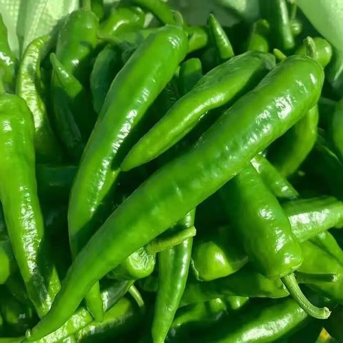 虎皮尖椒用什么尖椒好_二荆条还是螺丝椒-第2张图片-山城妙识 虎皮尖椒用什么尖椒好_二荆条还是螺丝椒-第2张图片-山城妙识