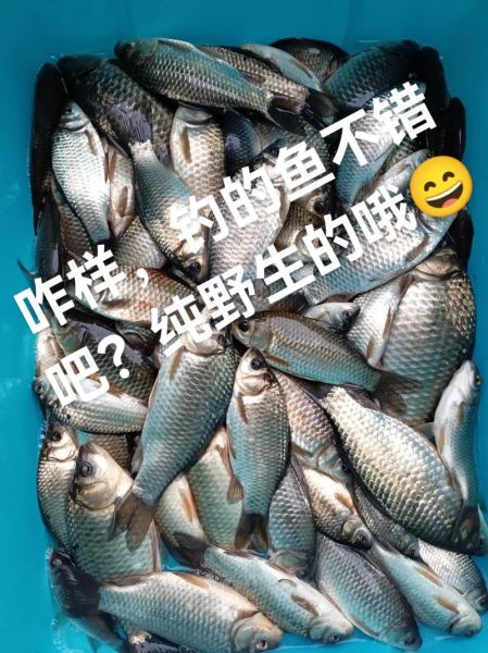 野生小鲫鱼怎么炖好吃_野生小鲫鱼炖汤做法-第1张图片-山城妙识