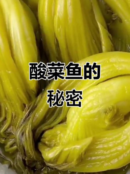 酸菜鱼的酸菜是什么菜_正宗酸菜用哪种芥菜-第2张图片-山城妙识 酸菜鱼的酸菜是什么菜_正宗酸菜用哪种芥菜-第2张图片-山城妙识
