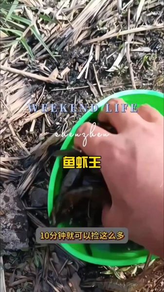 野生河虾怎么抓_野生河虾捕捉方法-第2张图片-山城妙识 野生河虾怎么抓_野生河虾捕捉方法-第2张图片-山城妙识