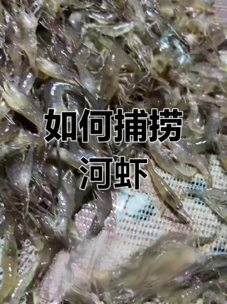 野生河虾怎么抓_野生河虾捕捉方法-第1张图片-山城妙识 野生河虾怎么抓_野生河虾捕捉方法-第1张图片-山城妙识