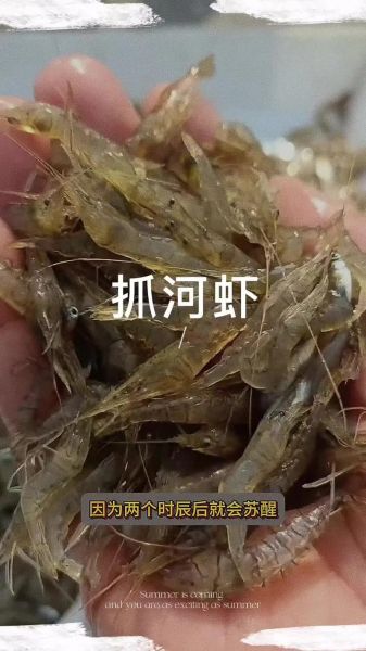 野生河虾怎么抓_野生河虾捕捉方法-第3张图片-山城妙识 野生河虾怎么抓_野生河虾捕捉方法-第3张图片-山城妙识