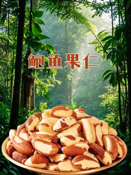 鲍鱼果仁是什么_鲍鱼果仁的功效与作用-第2张图片-山城妙识 鲍鱼果仁是什么_鲍鱼果仁的功效与作用-第2张图片-山城妙识